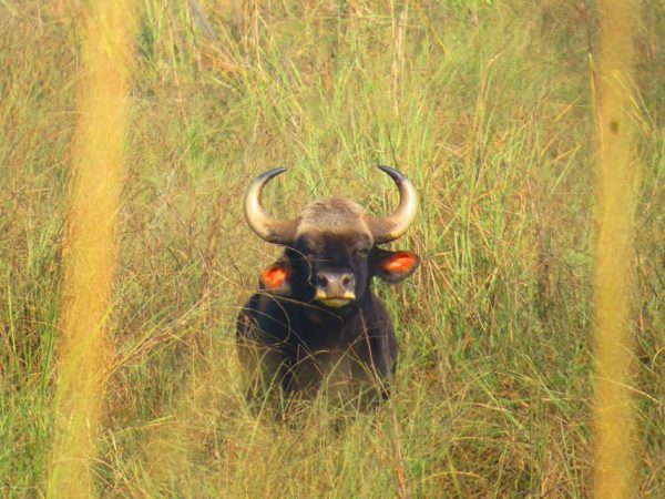 Parsa National Park: Wildlife and Conservation Journey