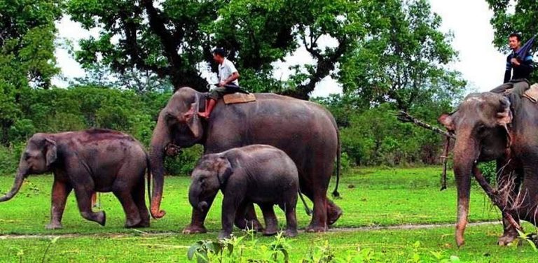 Parsa National Park: Wildlife and Conservation Journey